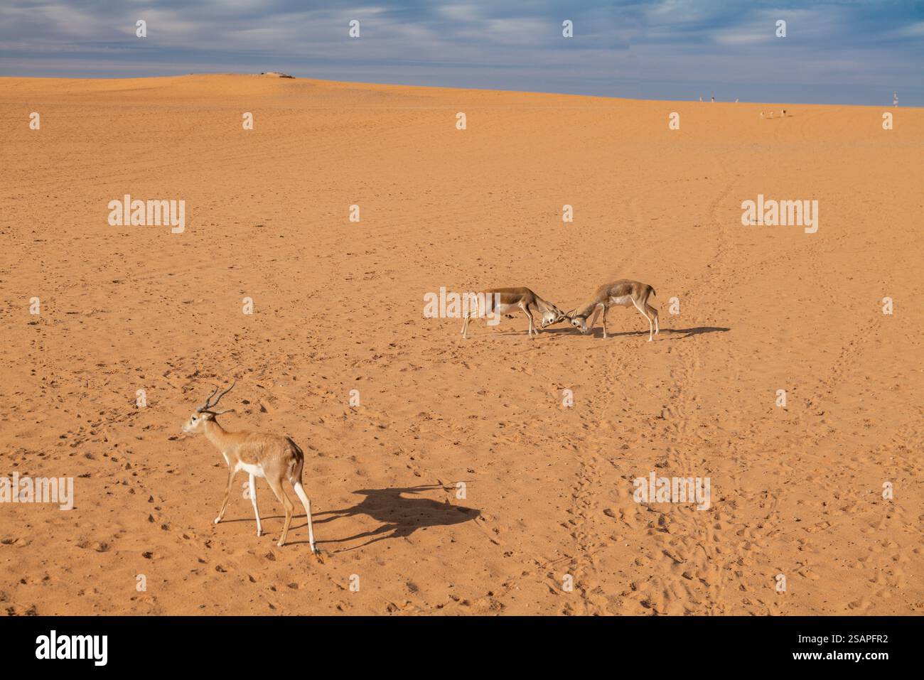 Gazelles Fighting in a Vast Desert Landscape. Saudi Arabia. Safari ...