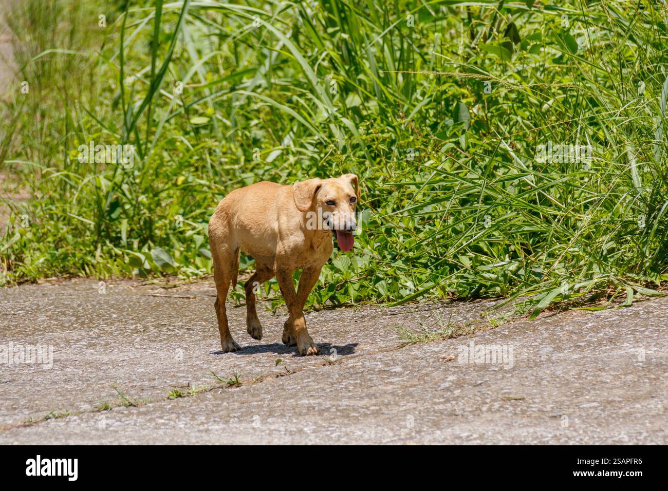 dog popularly known as caramel in Rio de Janeiro, Brazil Stock Photo ...