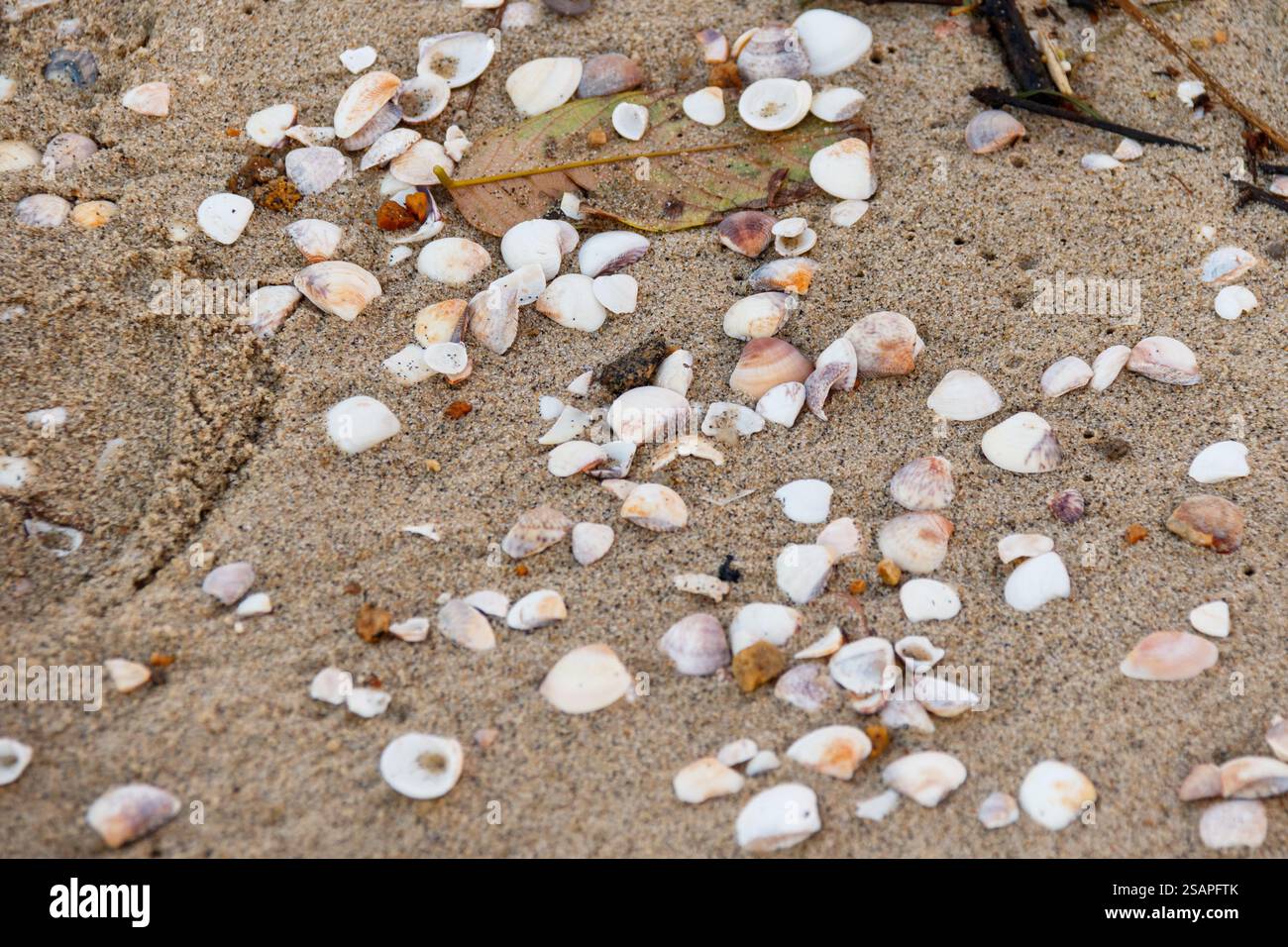Shells on the sand of a beach in Rio de Janeiro, Brazil Stock Photo - Alamy
