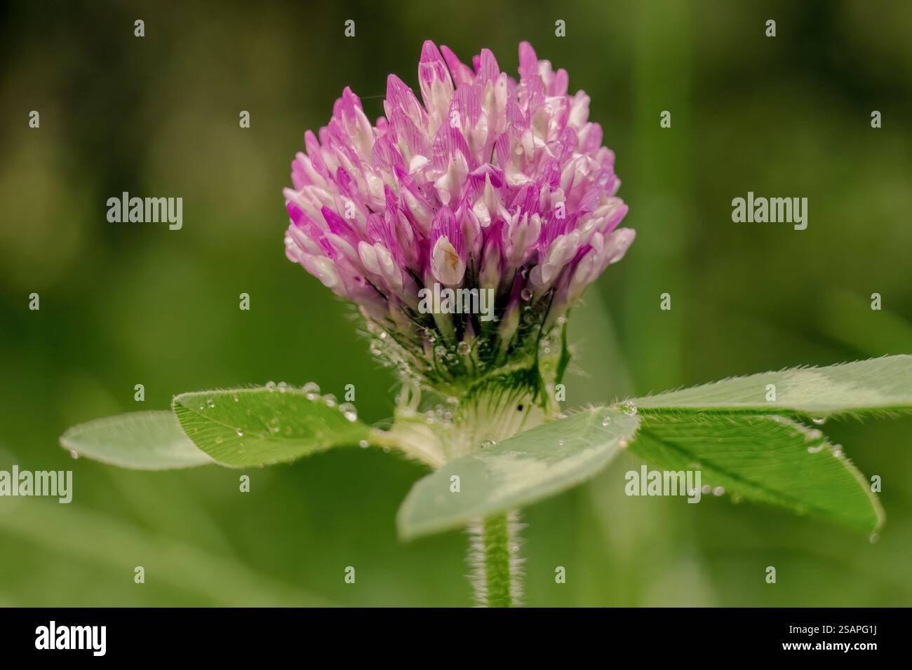 Macro photography of a red clover flower with raindrops on it, in a ...