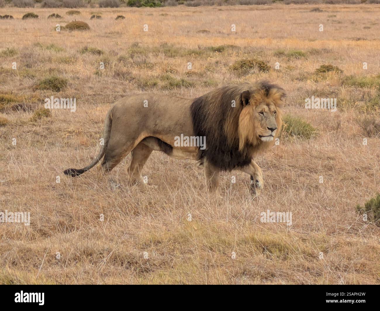 single male lion at Garden Route Game Lodge Stock Photo - Alamy