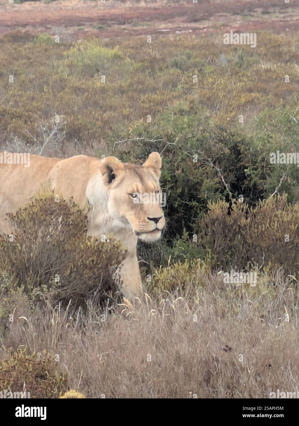 lone female lioness at Garden Route Game Lodge Stock Photo - Alamy