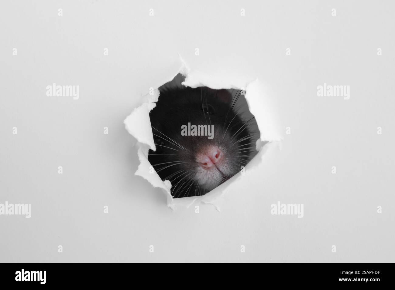 Cute rat looking through hole in white paper sheet Stock Photo - Alamy