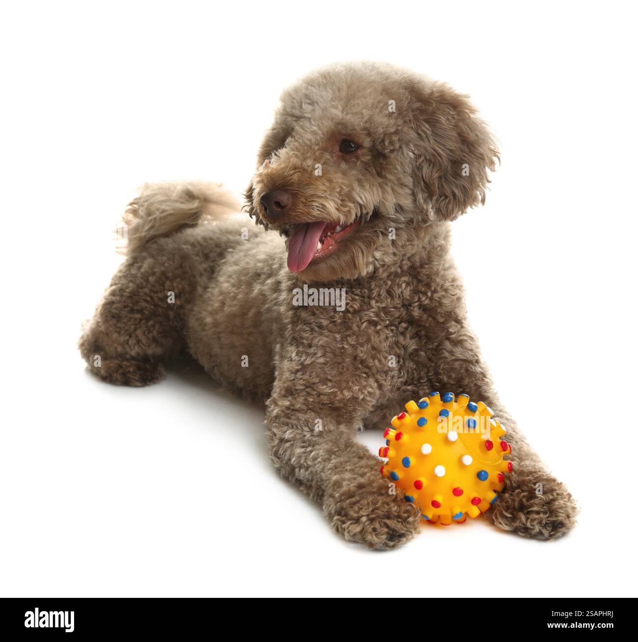 Cute dog with toy on white background. Adorable pet Stock Photo - Alamy