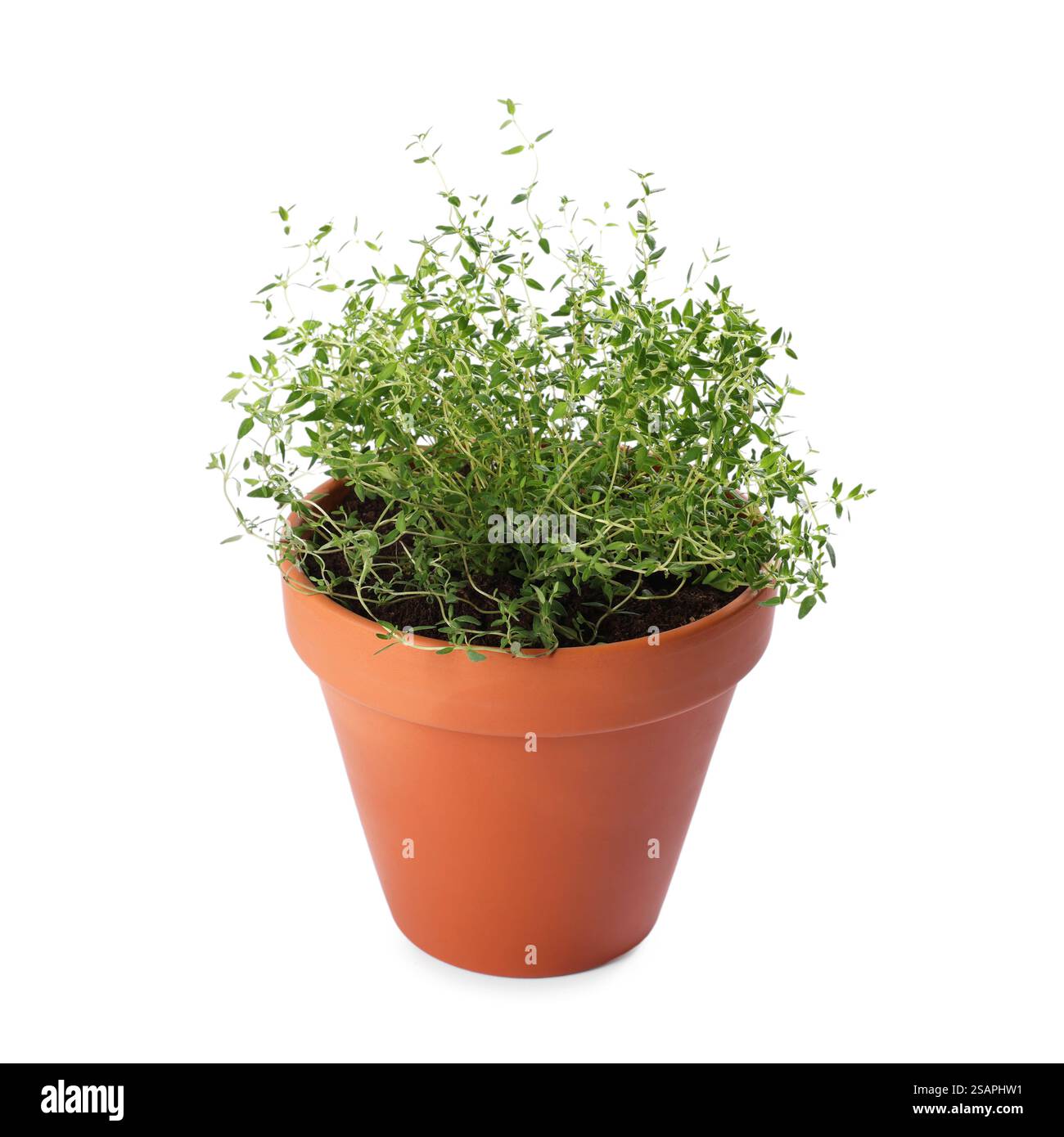Thyme plant in pot hi-res stock photography and images - Alamy
