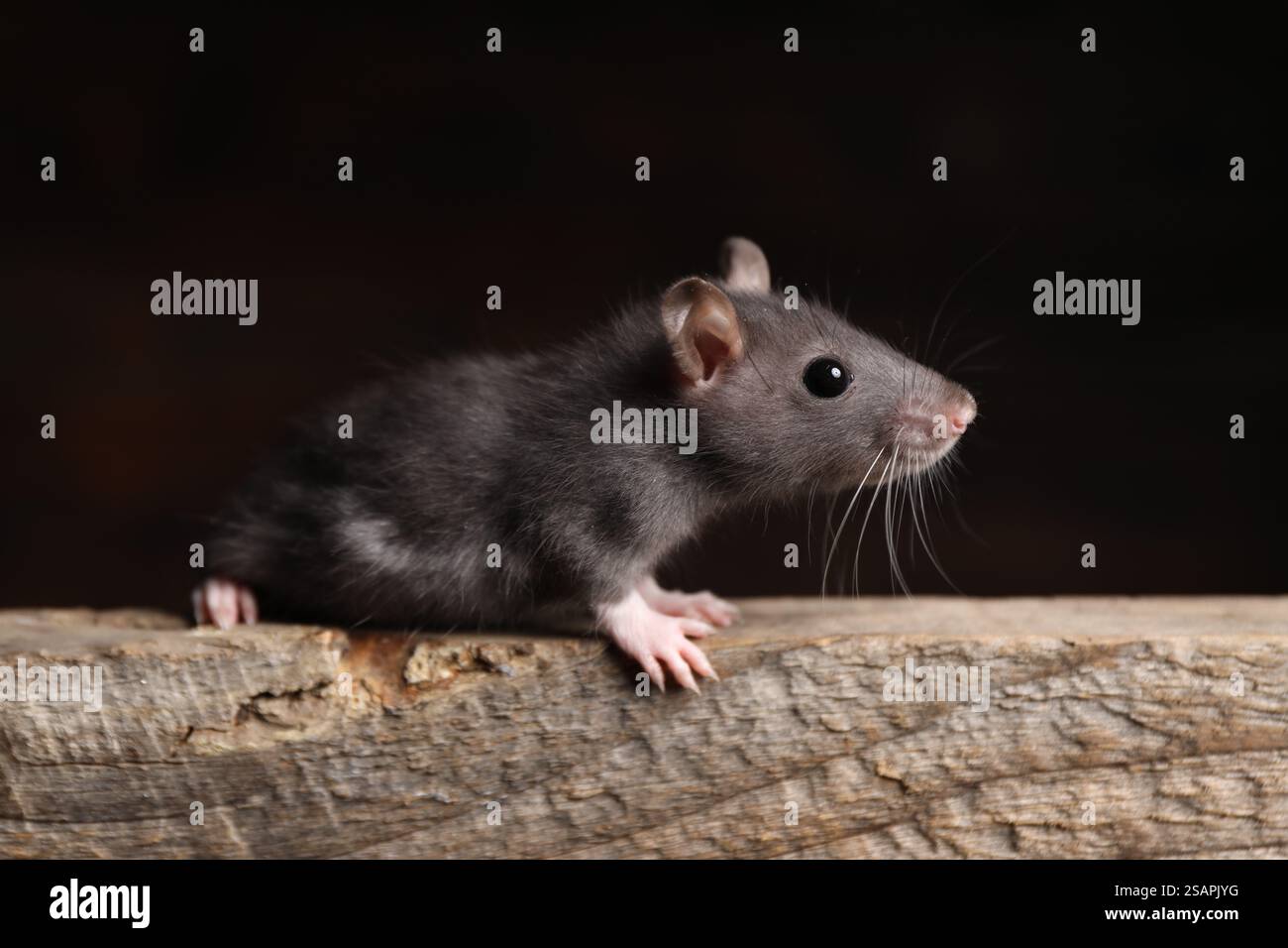 Tiny house plank hi-res stock photography and images - Alamy