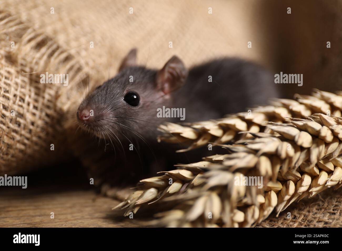 Grey rat with spikes and burlap fabric on table, closeup. Pest control ...