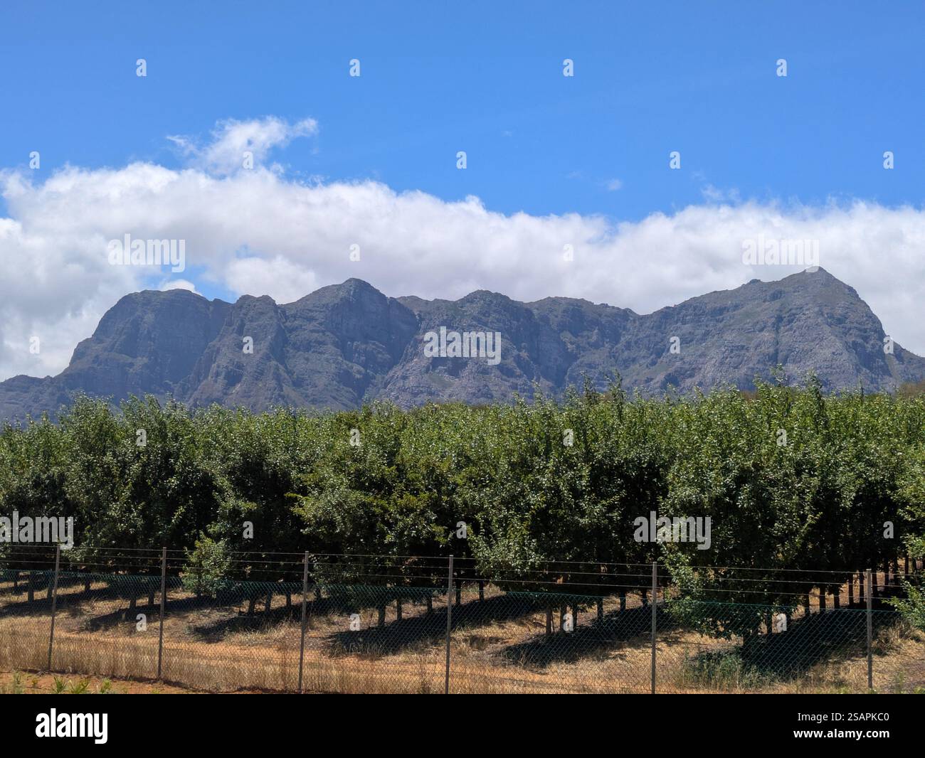 vineyard in paarl south africa Stock Photo - Alamy