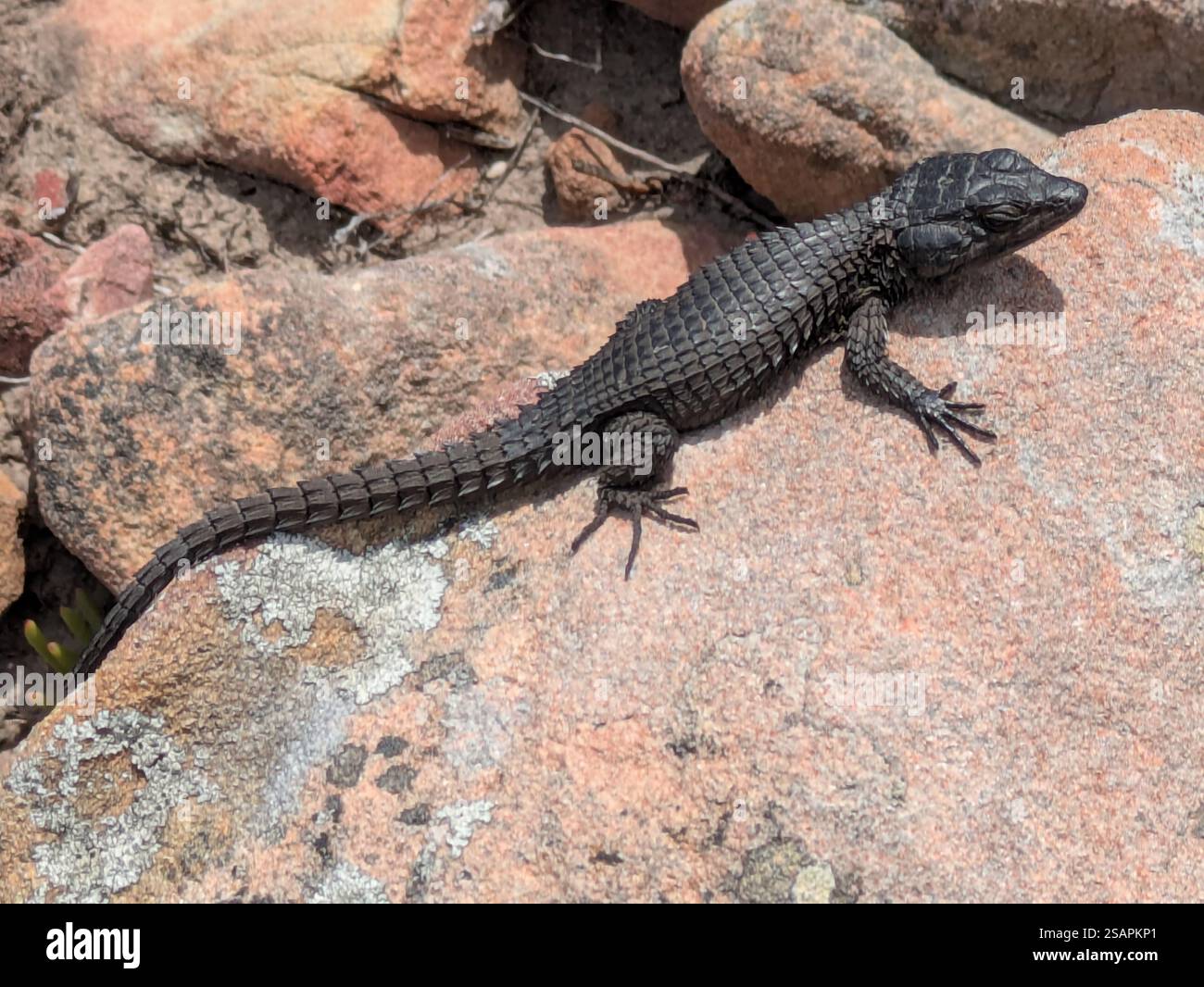 Black cape girdled lizard hi-res stock photography and images - Alamy