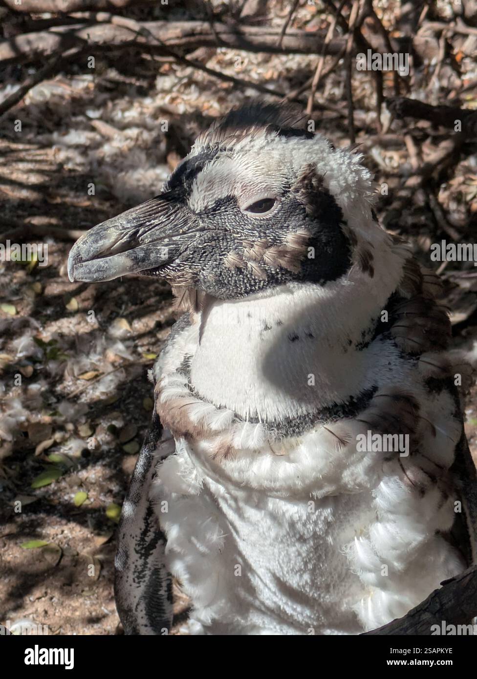 Penguin breeding ground hi-res stock photography and images - Alamy