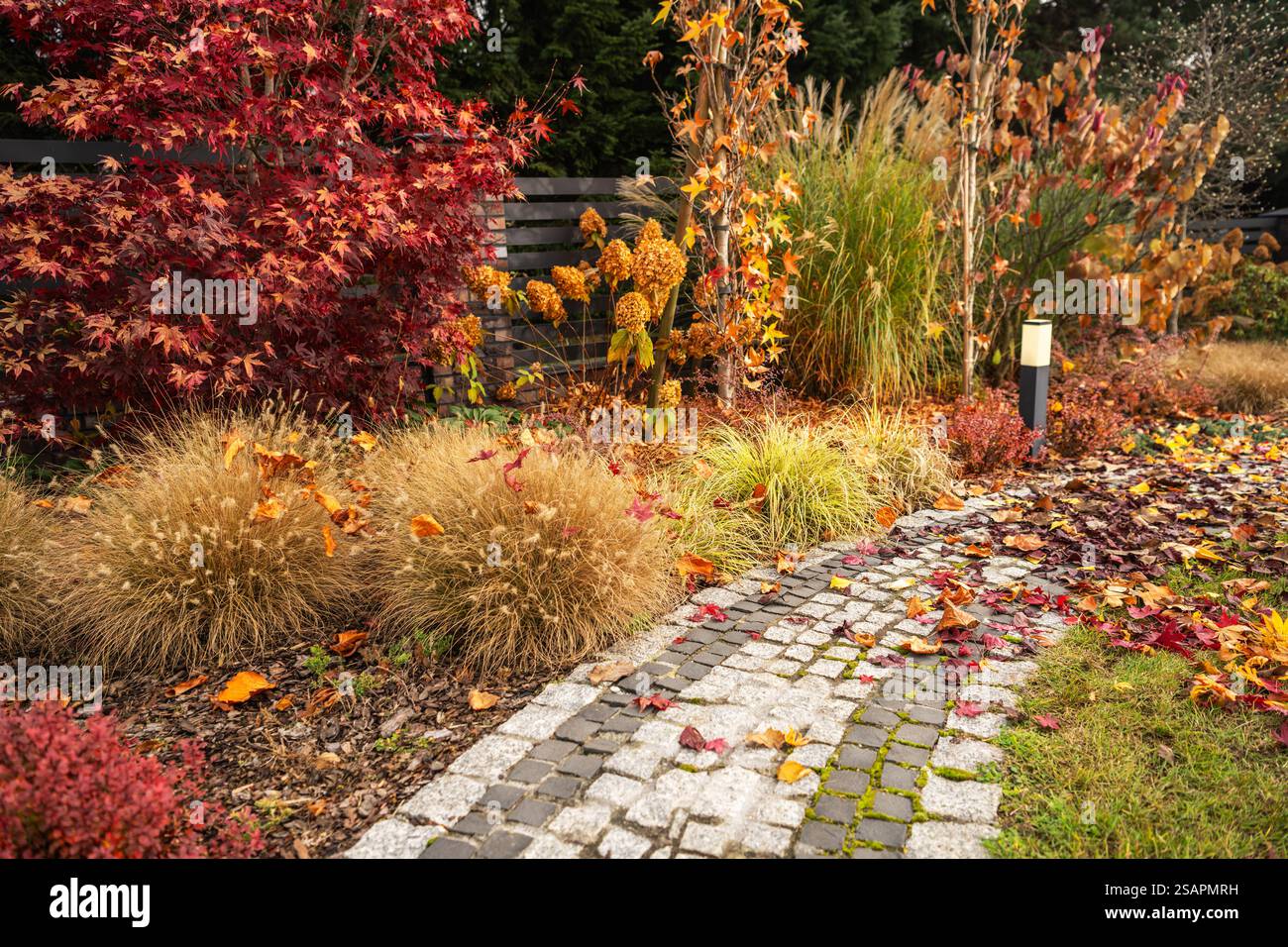 A winding garden path is lined with golden grasses and colorful autumn ...