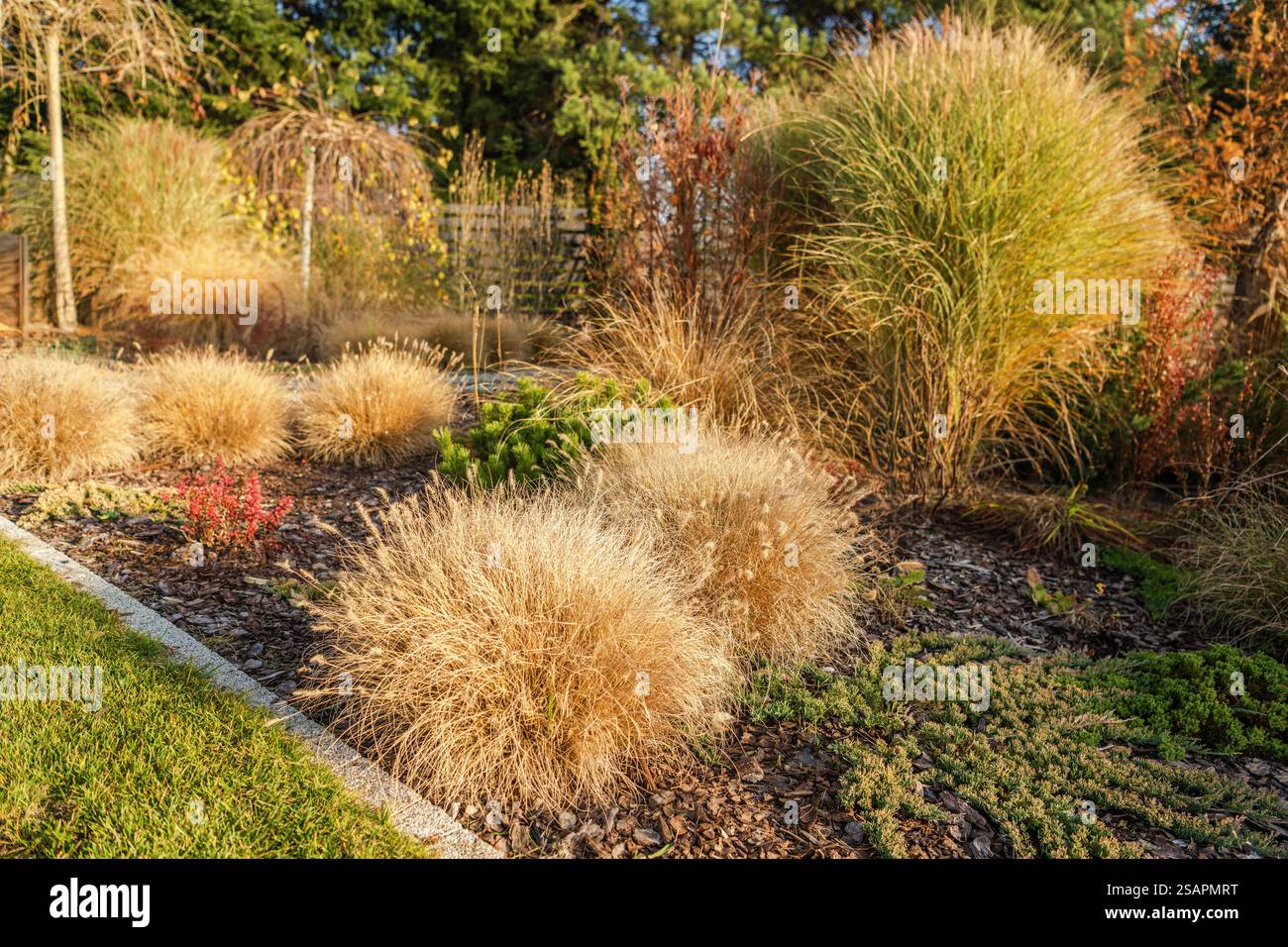 Ornamental grasses in various shapes and colors fill the garden ...