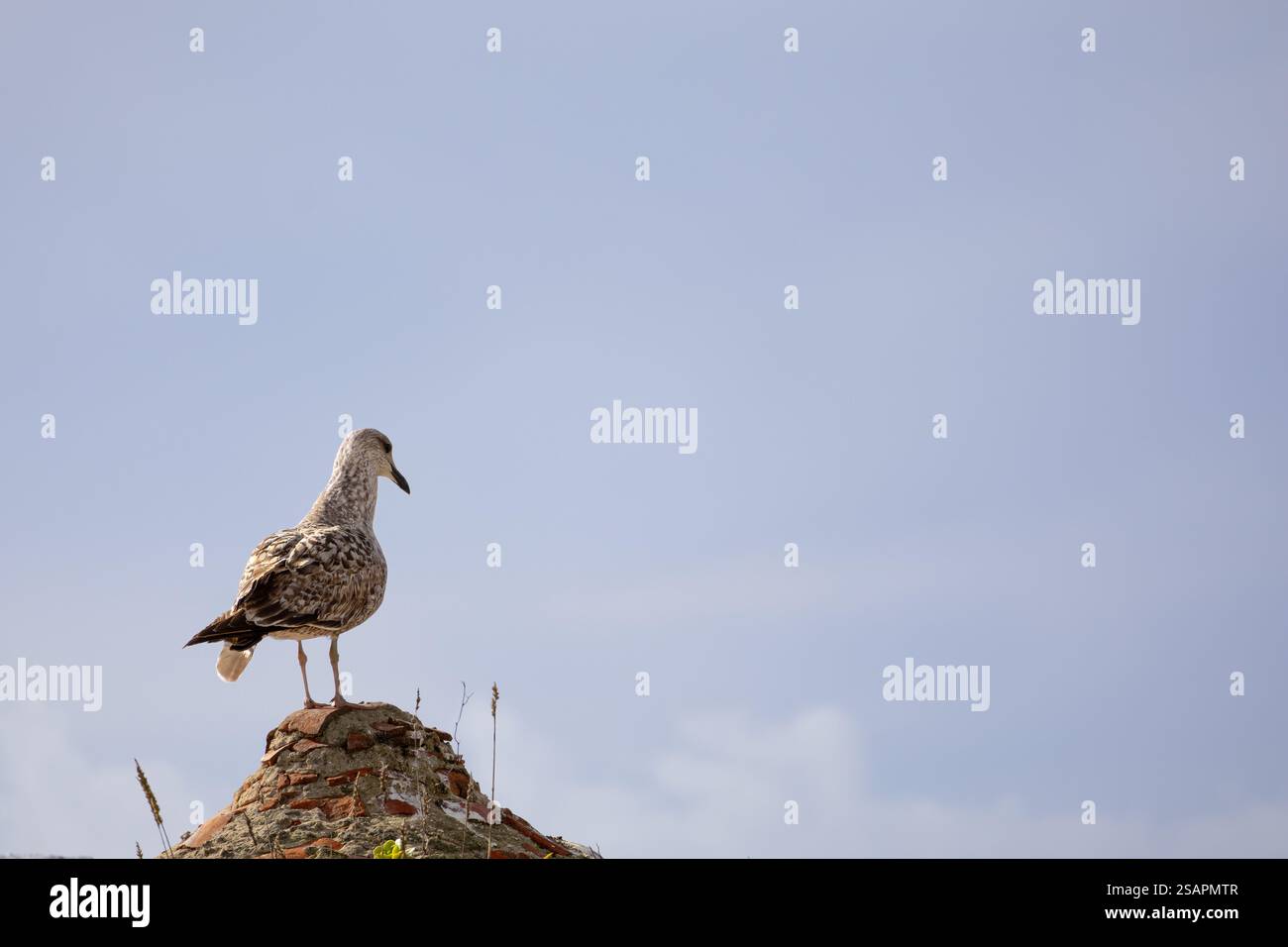 Seagull sitting on a mound looking out into the distance Stock Photo ...