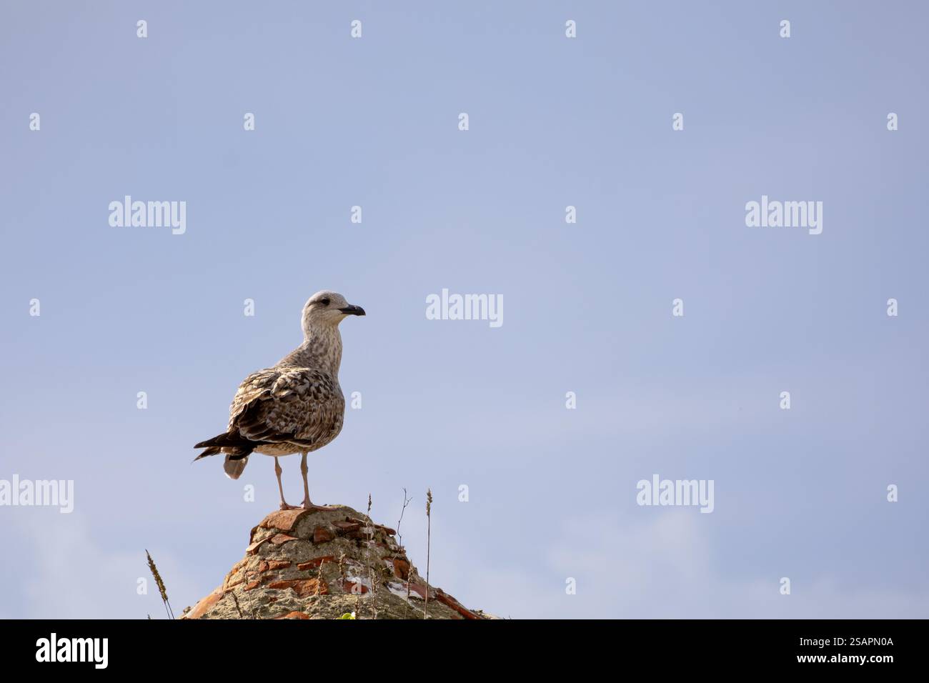 Seagull sitting on a mound looking out into the distance Stock Photo ...