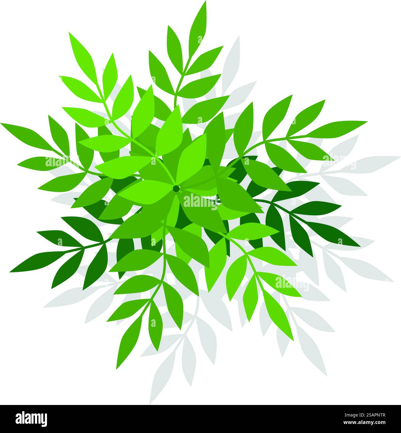 Green bush top view. Outdoor park botany isolated on white background ...