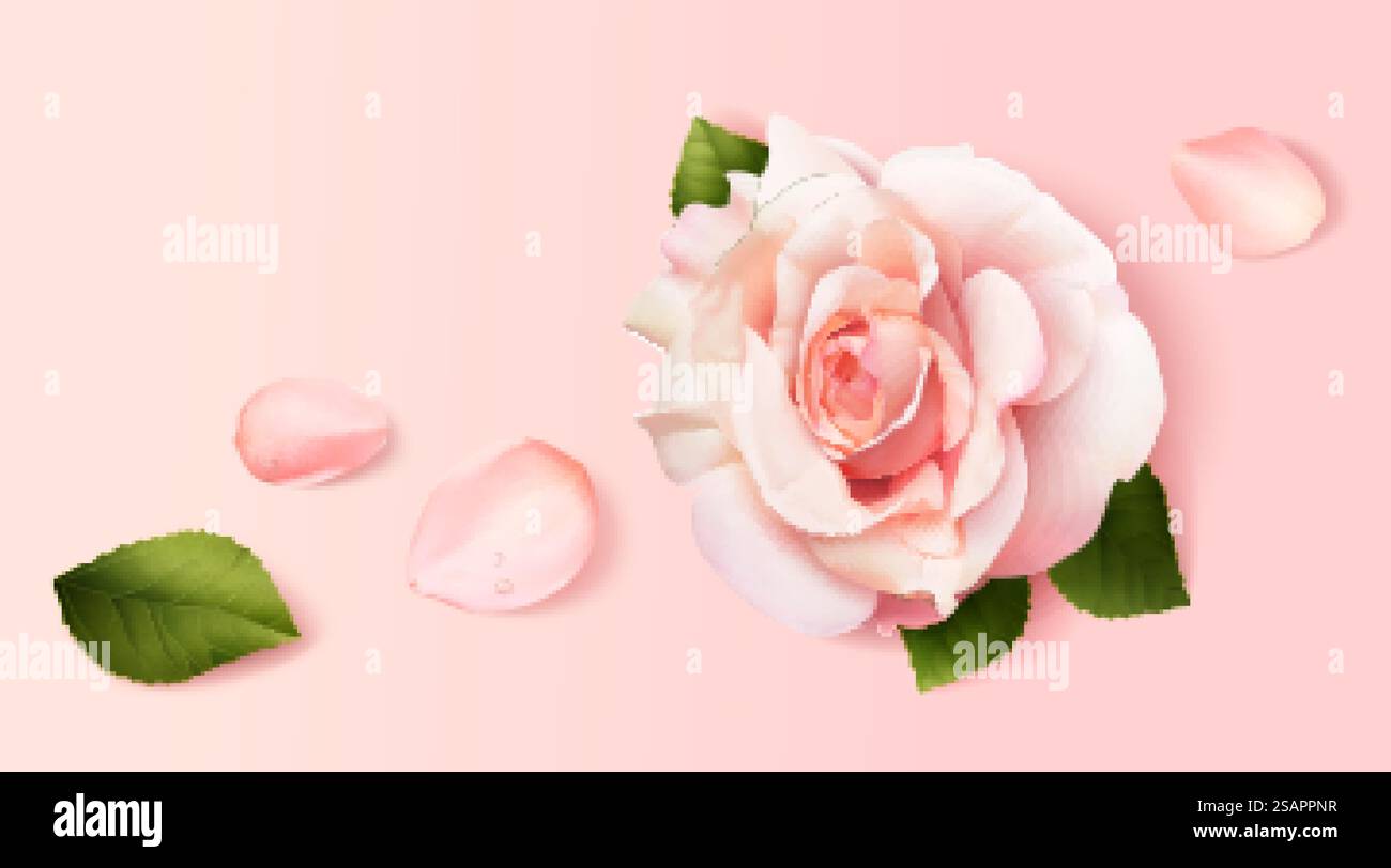 Blooming pink rose isolated Stock Vector Images - Alamy