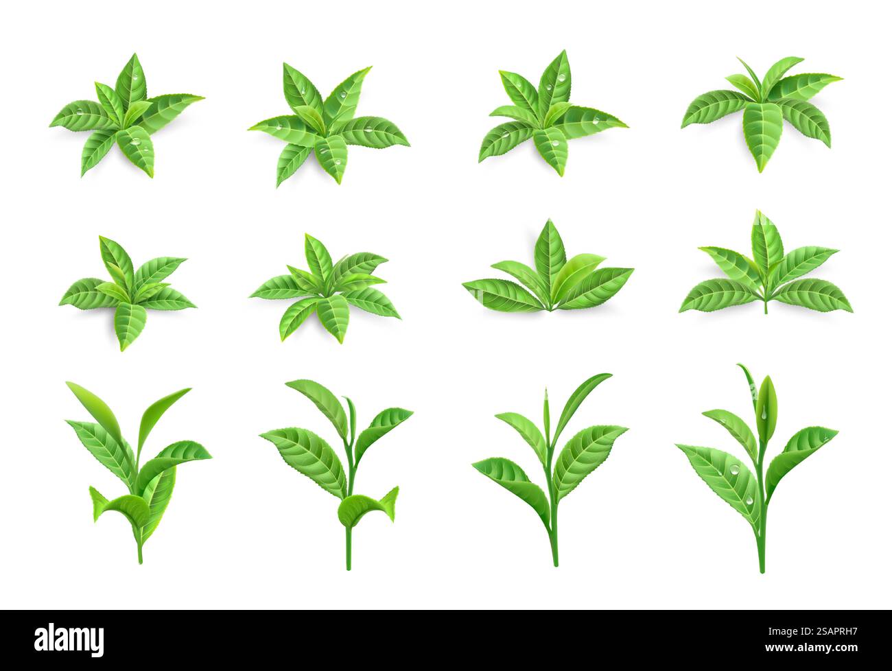 Tea leaves. Realistic green tree foliage. Branches with young twigs and ...