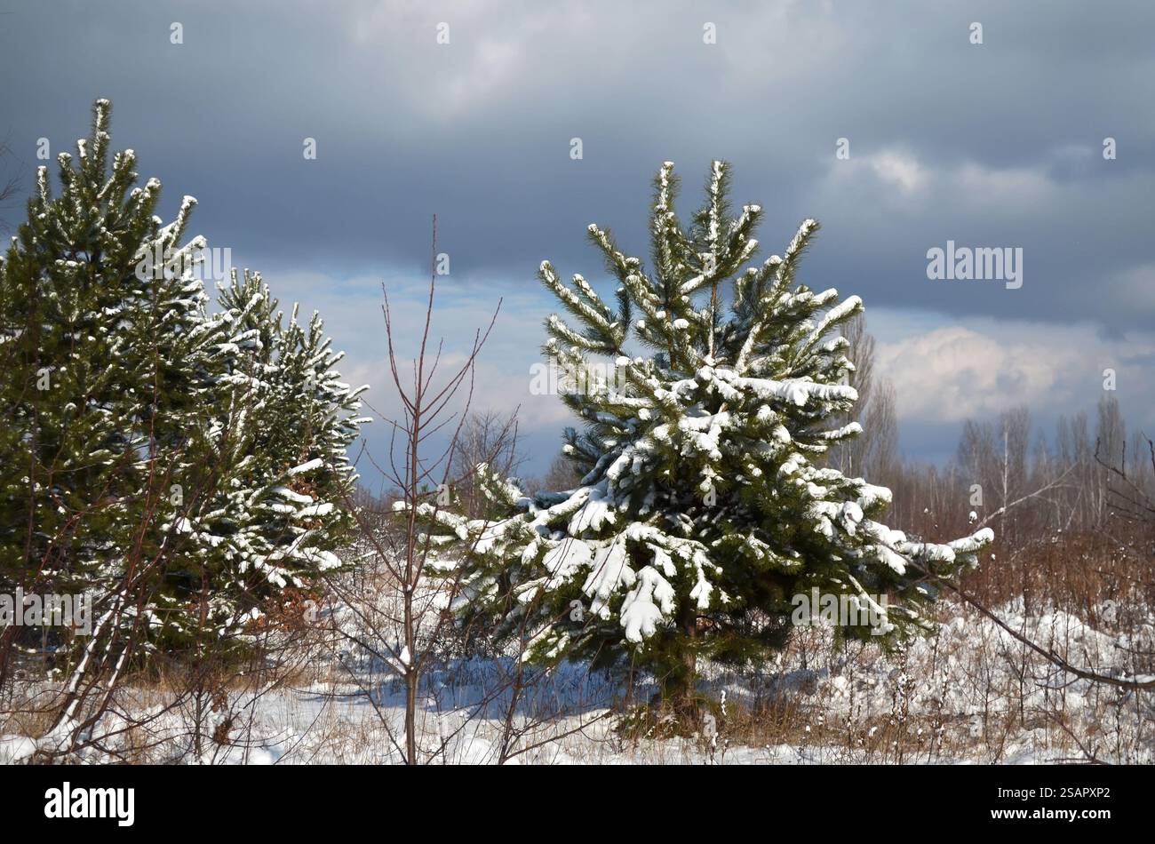 Young pine trees covered with a thick layer of snow on a winter sunny ...