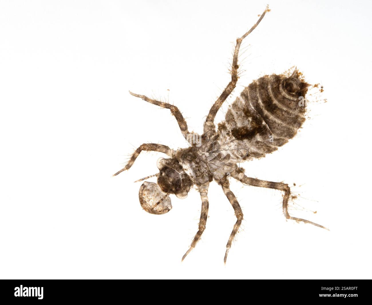 Dorsal view of the recently shed exoskeleton of an aquatic eight ...