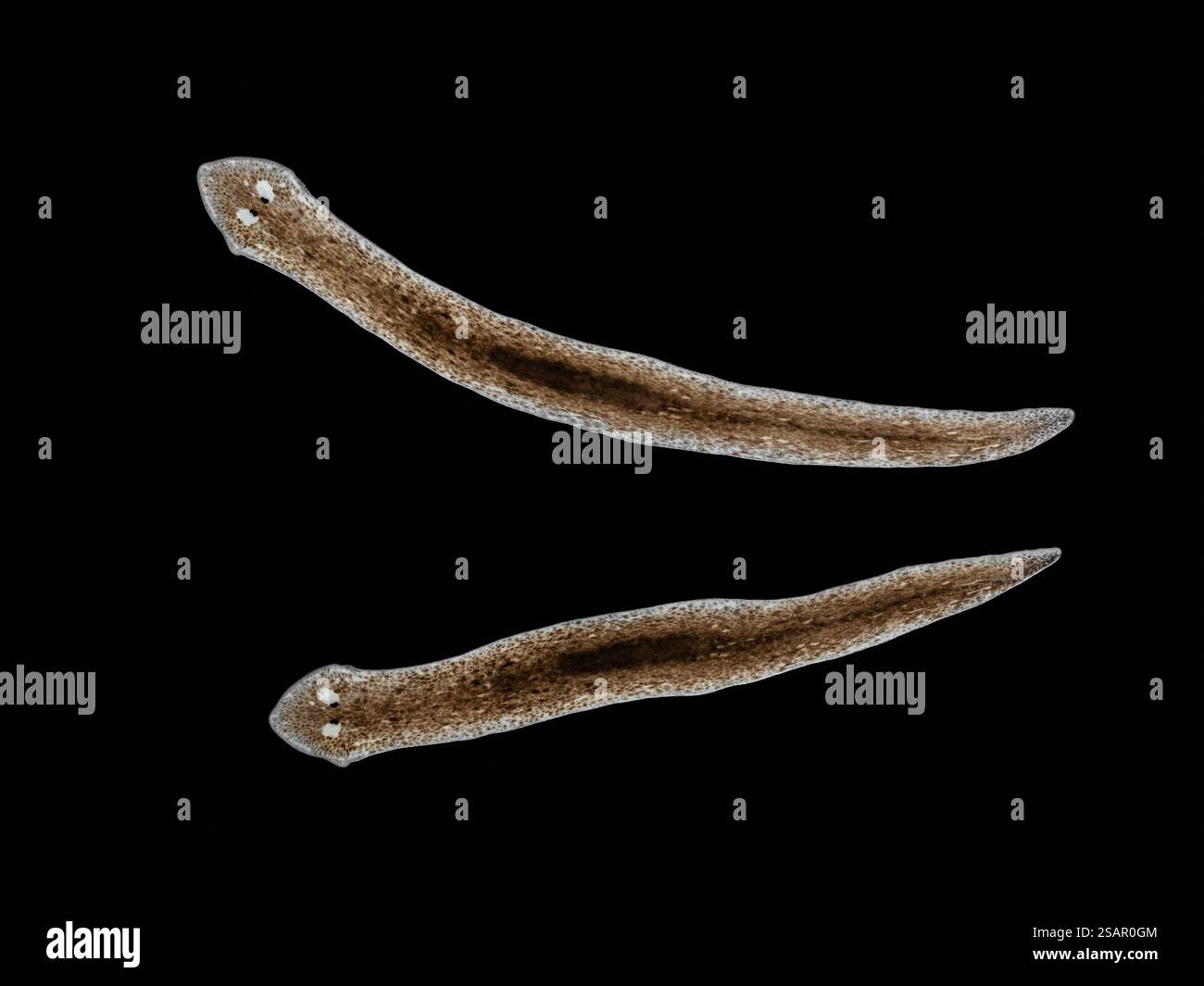 two aquatic planarian flatworms (Girardia tigrina) gliding across the ...