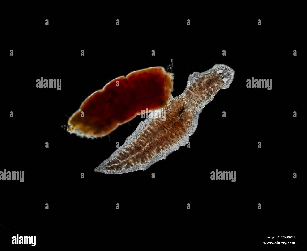 Freshwater triclad flatworm (Girardia tigrina) in a petri dish feeding ...