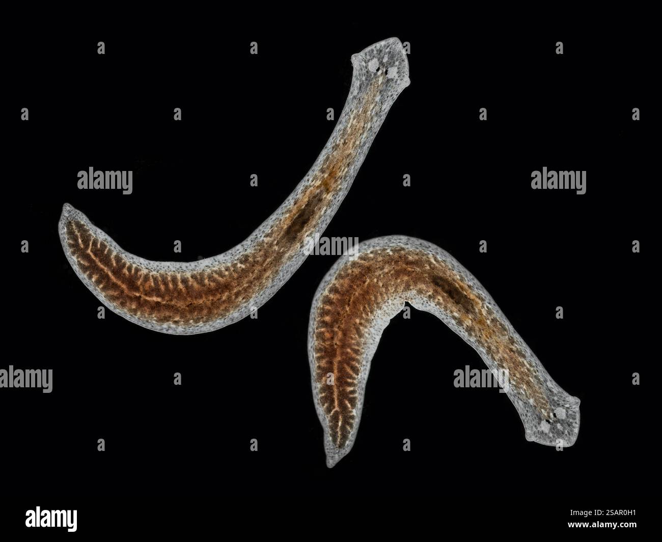 two freshwater planarian flatworms (Girardia tigrina) in a petri dish ...