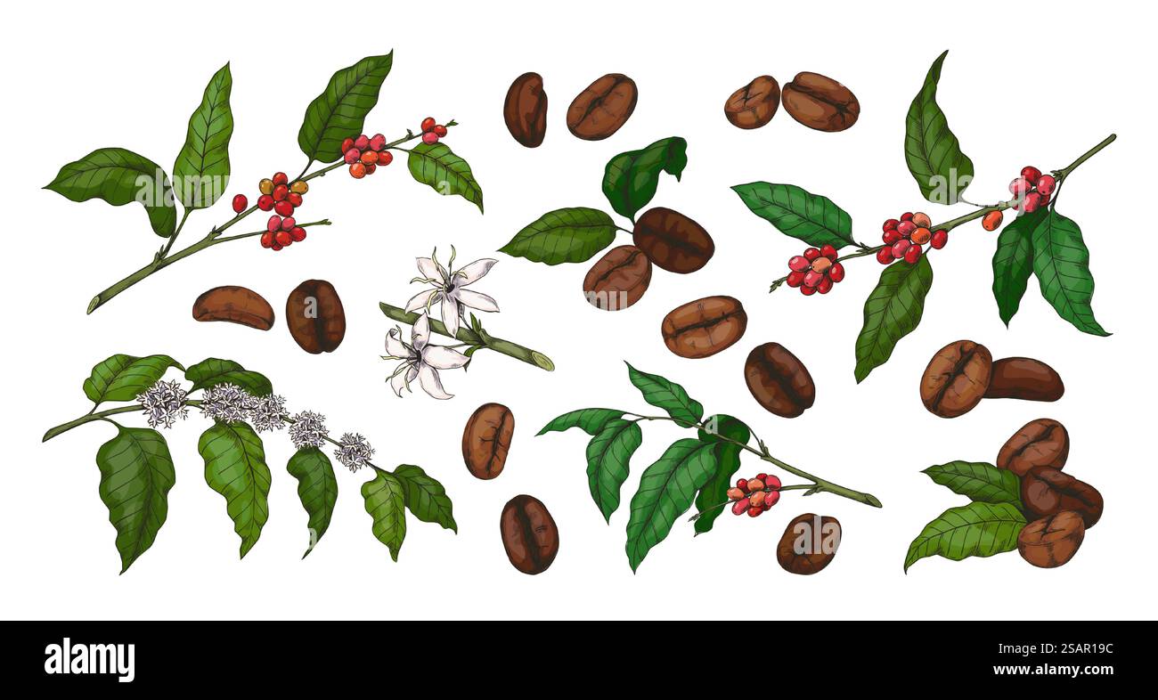 Engraved colored coffee. Hand drawn Arabica plant with green leaves and ...