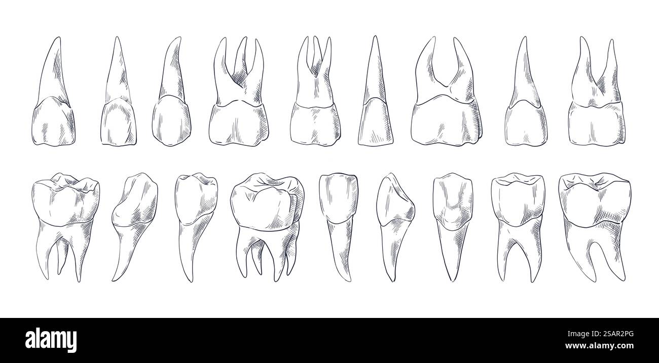 Teeth sketch. Hand drawn different types of human tooth collection ...