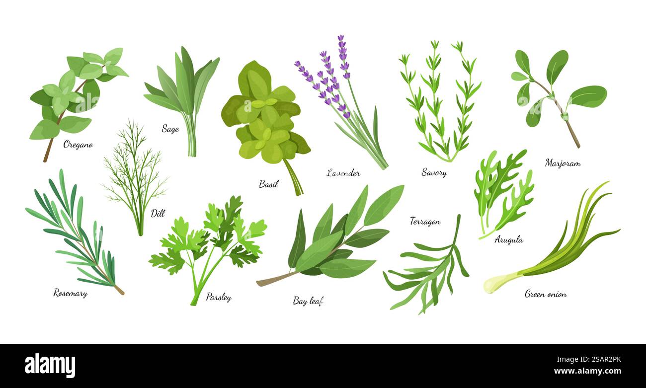 Herb condiment. Culinary seasoning herbal collection. Green dill and ...