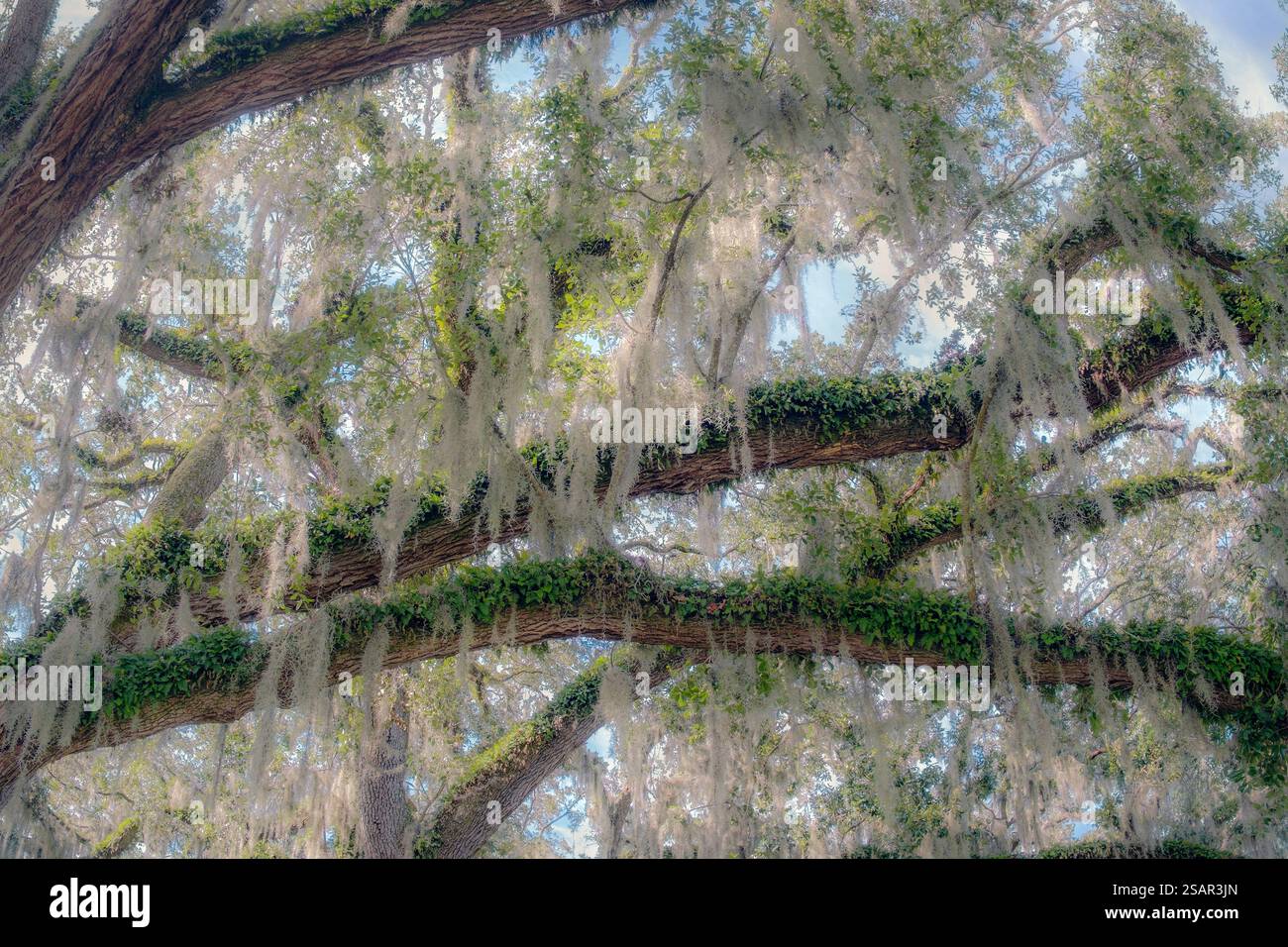 Southern Live Oak tree covered in Spanish moss Stock Photo - Alamy