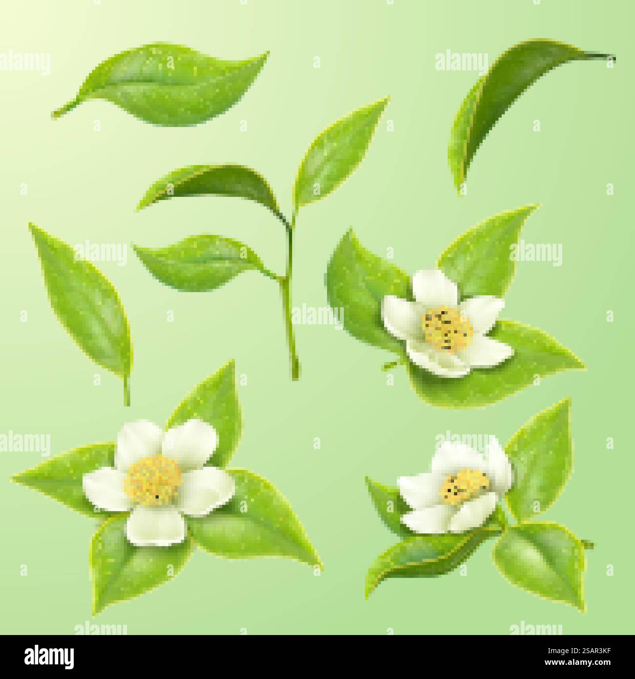 Leaf tea jasmine in Stock Vector Images - Alamy