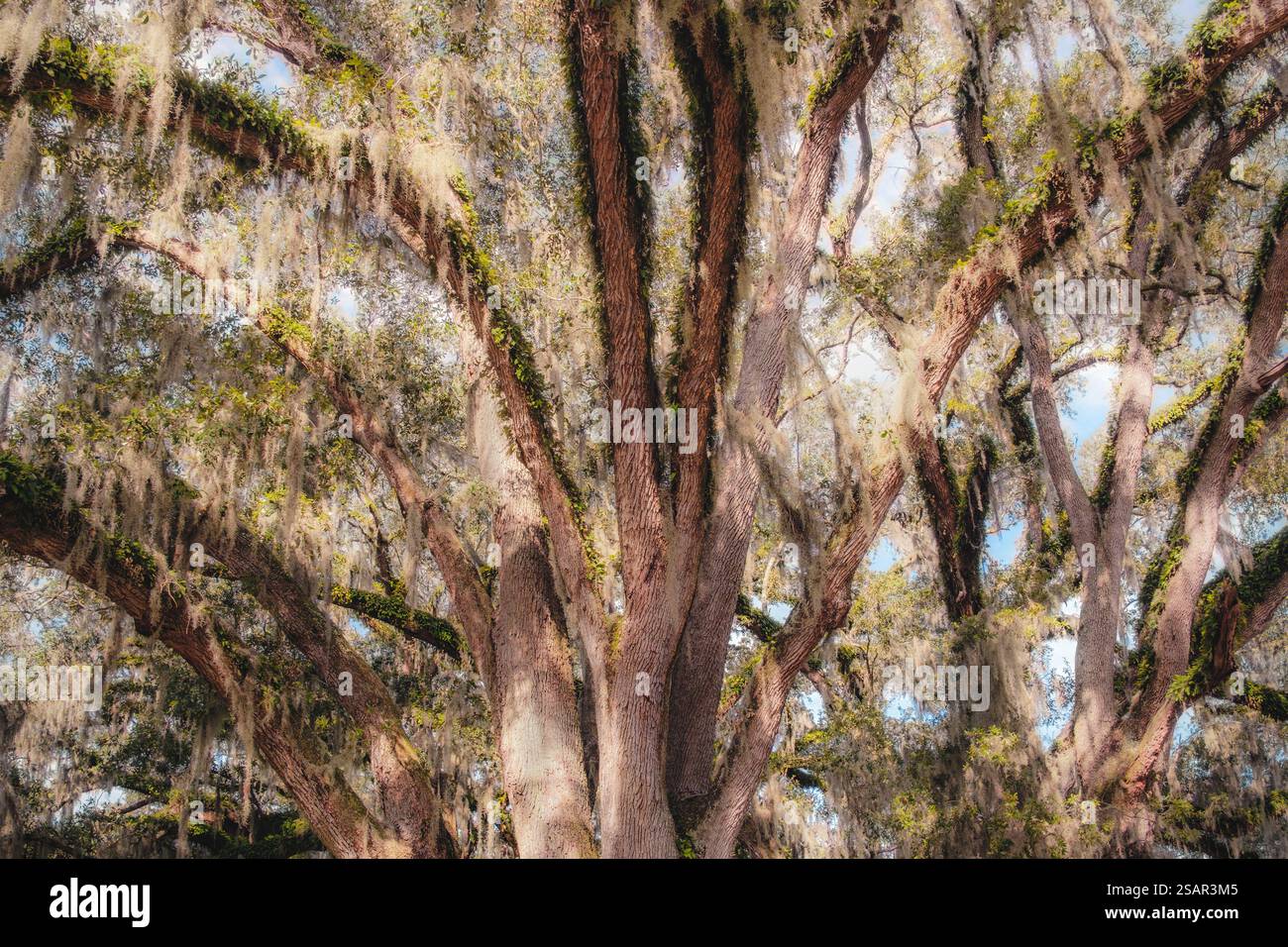 Southern Live Oak tree covered in Spanish moss Stock Photo - Alamy
