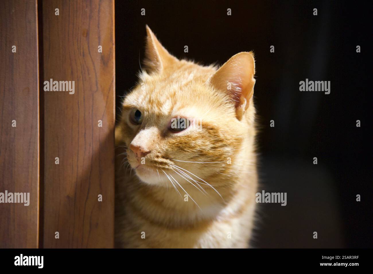 Superbe tabby ginger cat watching outside Stock Photo - Alamy