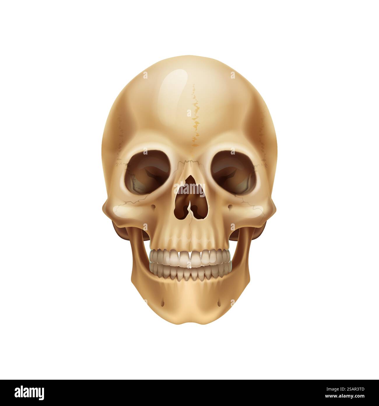 Human skull. Realistic anatomical model, dead man’s head bones. Medical ...