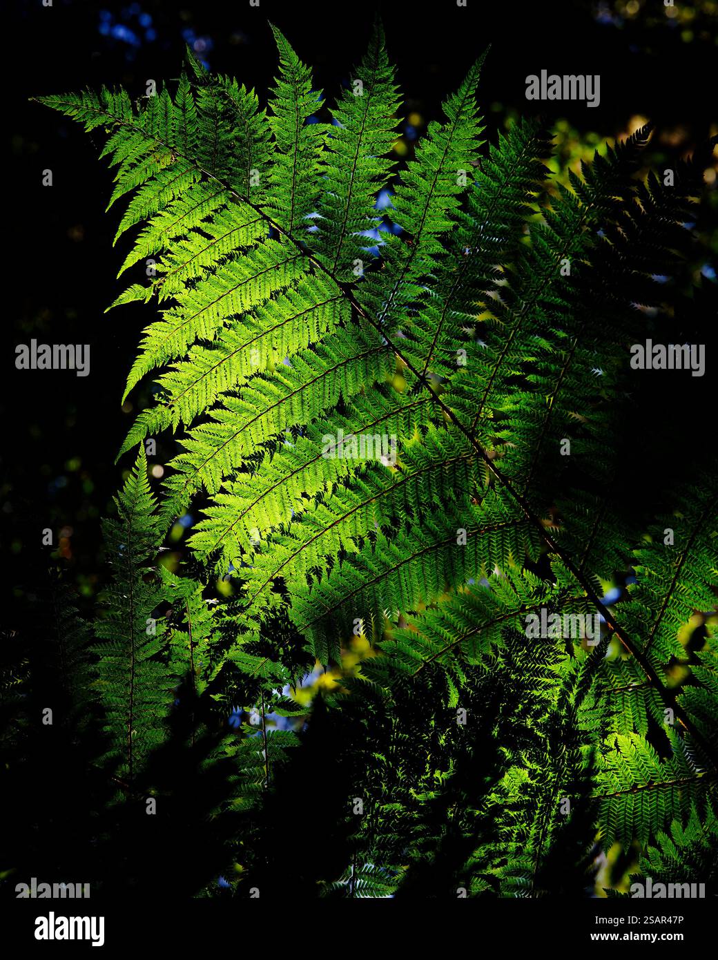 Backlit fern leaves, with symmetrical fronds, native bush, west coast ...