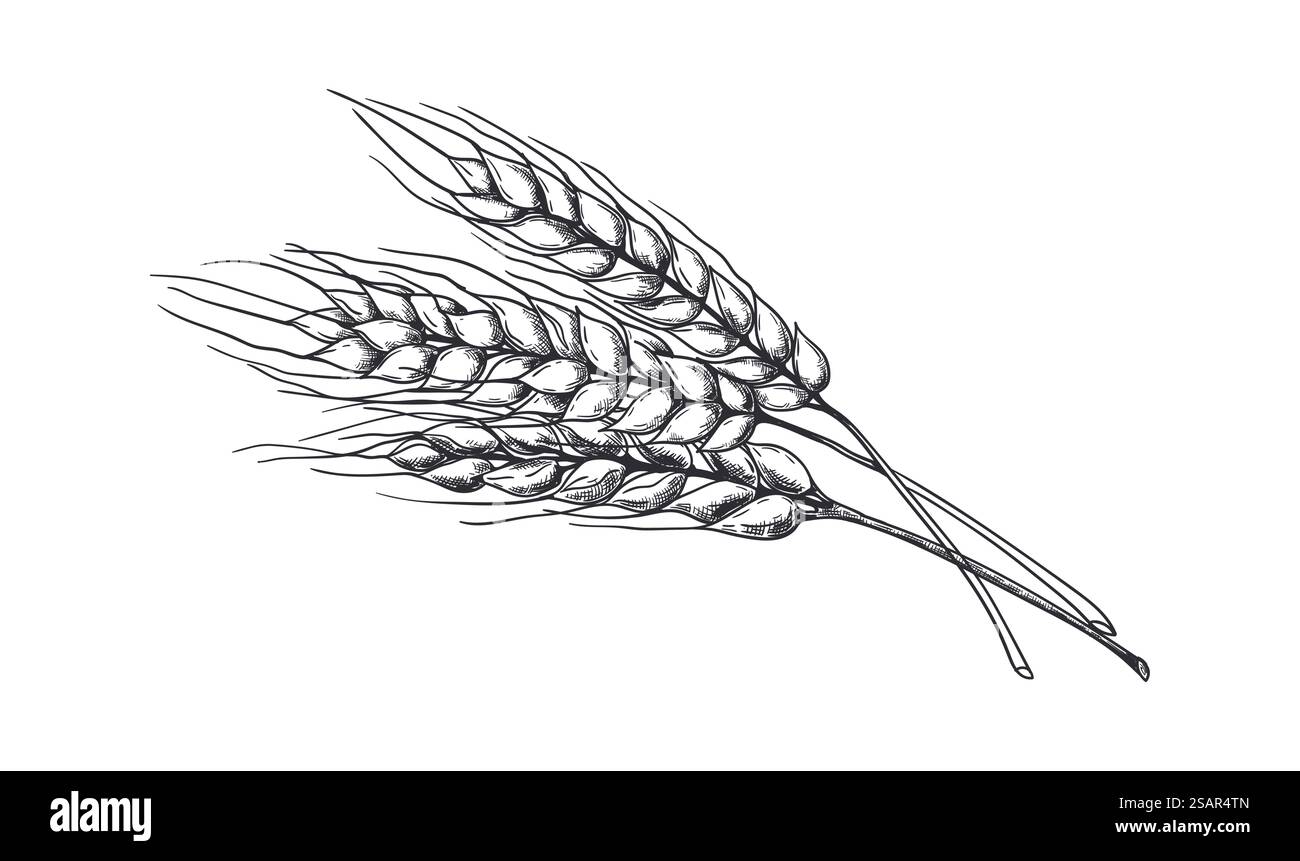 Hand drawn wheat. Realistic wheat ear. Black and white sketch of ...