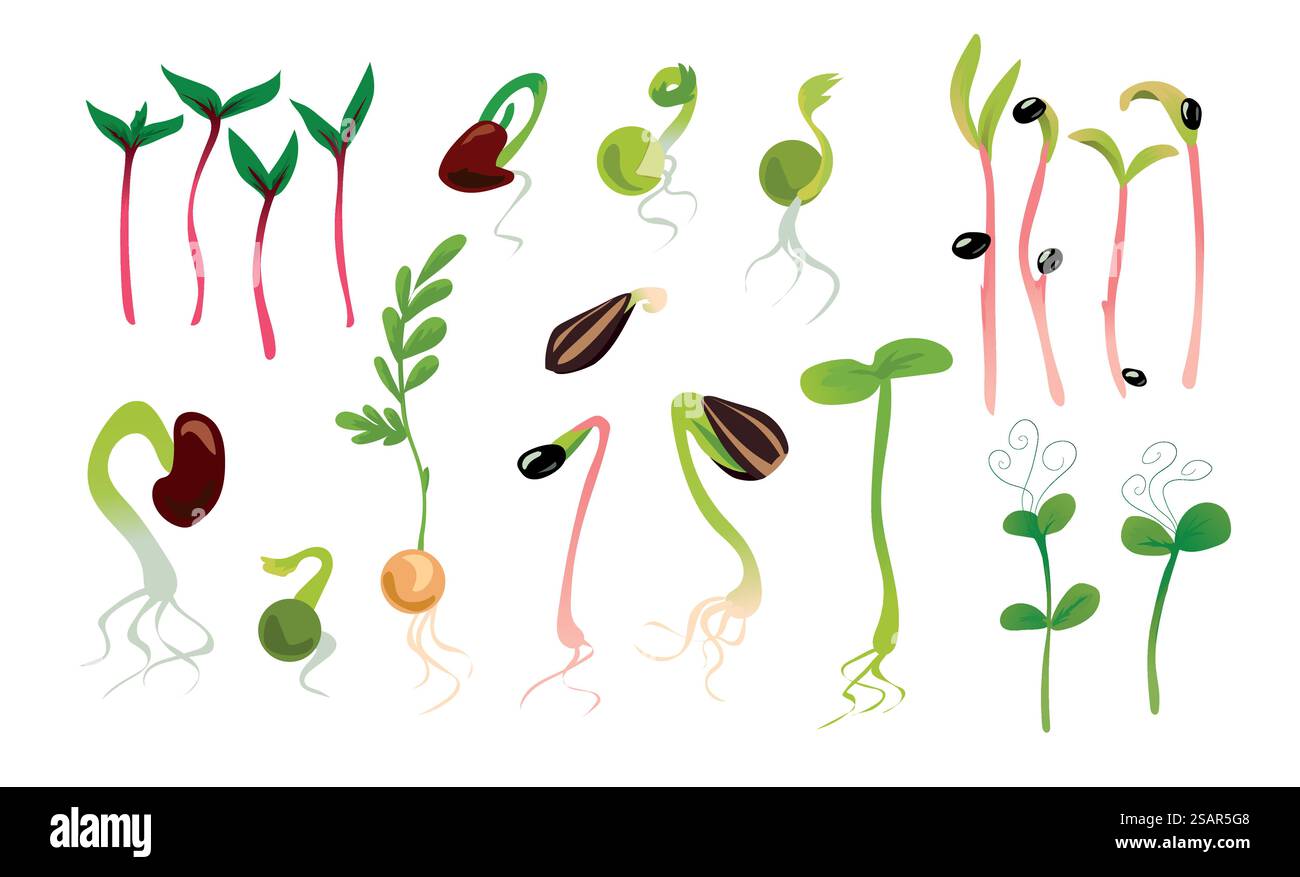 Green sprouts. Microgreen growing seed, plant growth phase. Seedling ...