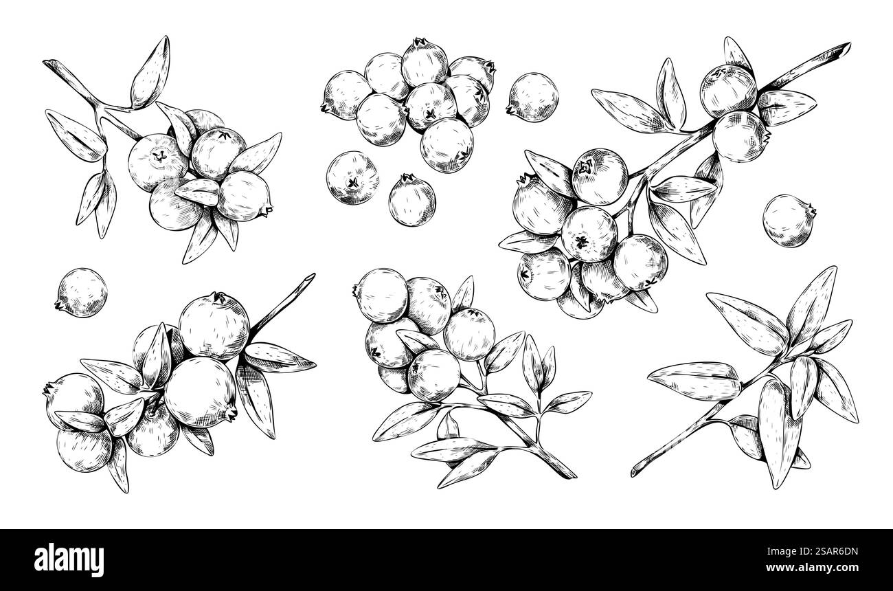 Blueberry Plant Drawing