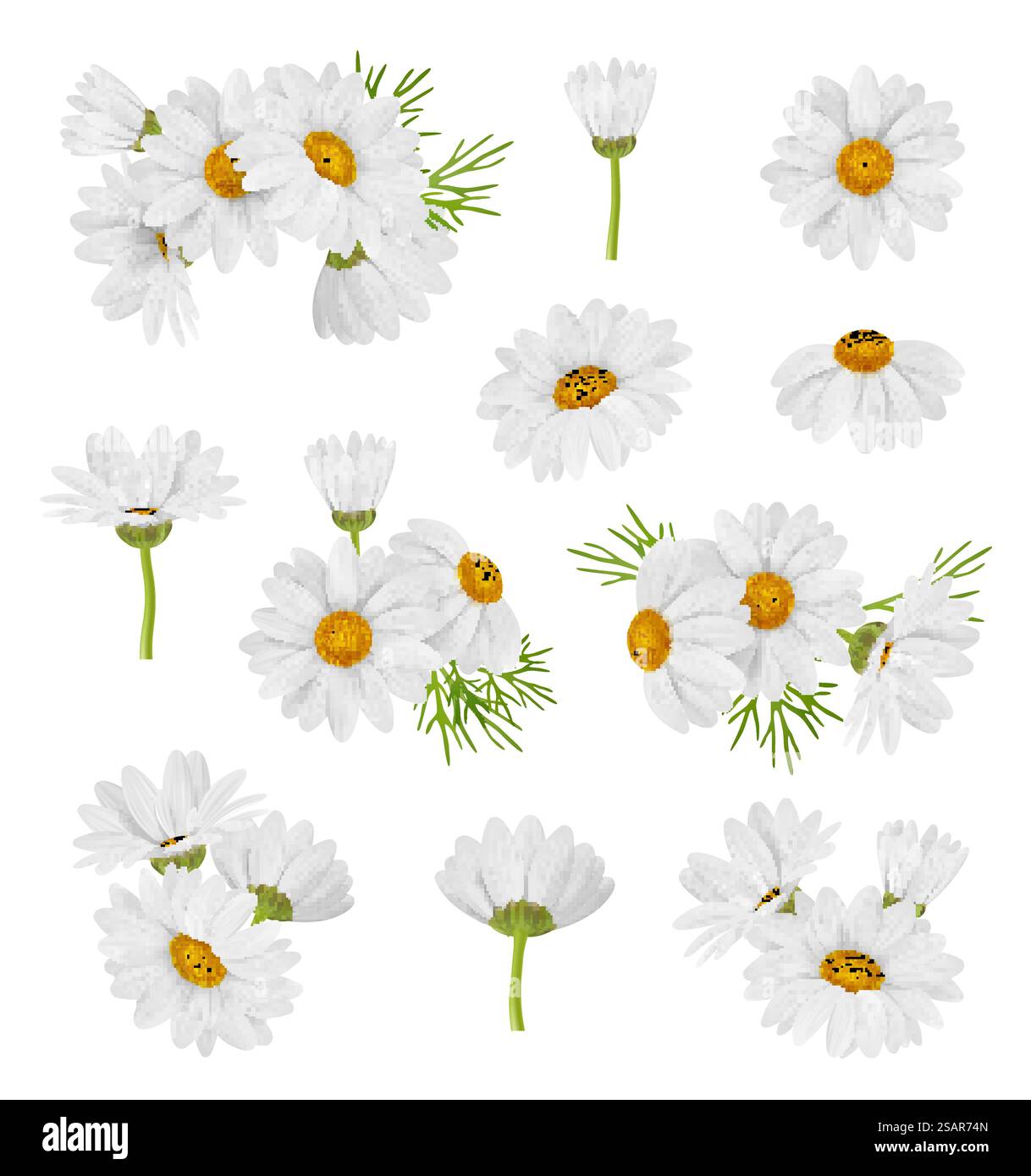 Camomile set. Beautiful botanical collections of medical healthy ...
