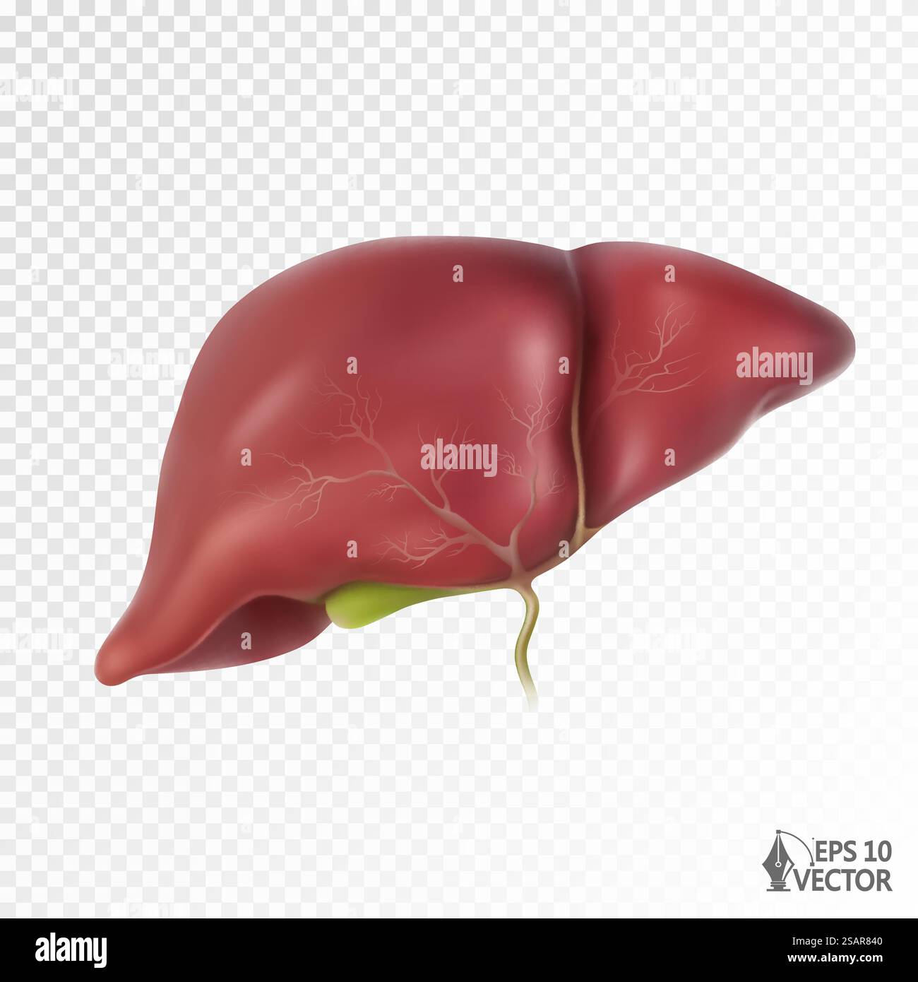 Realistic vector anatomical model of the human liver. Organ of the ...