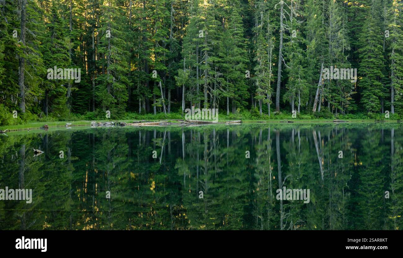 Wall Of Pine Trees Reflect In The Still Water Of Lake George Stock ...