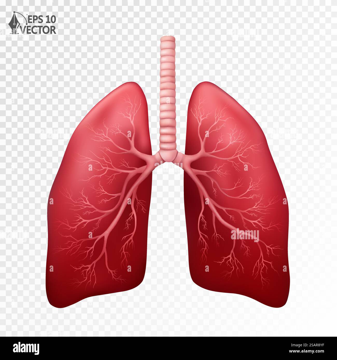 Human lungs, realistic anatomical model. Internal organs isolated on a ...