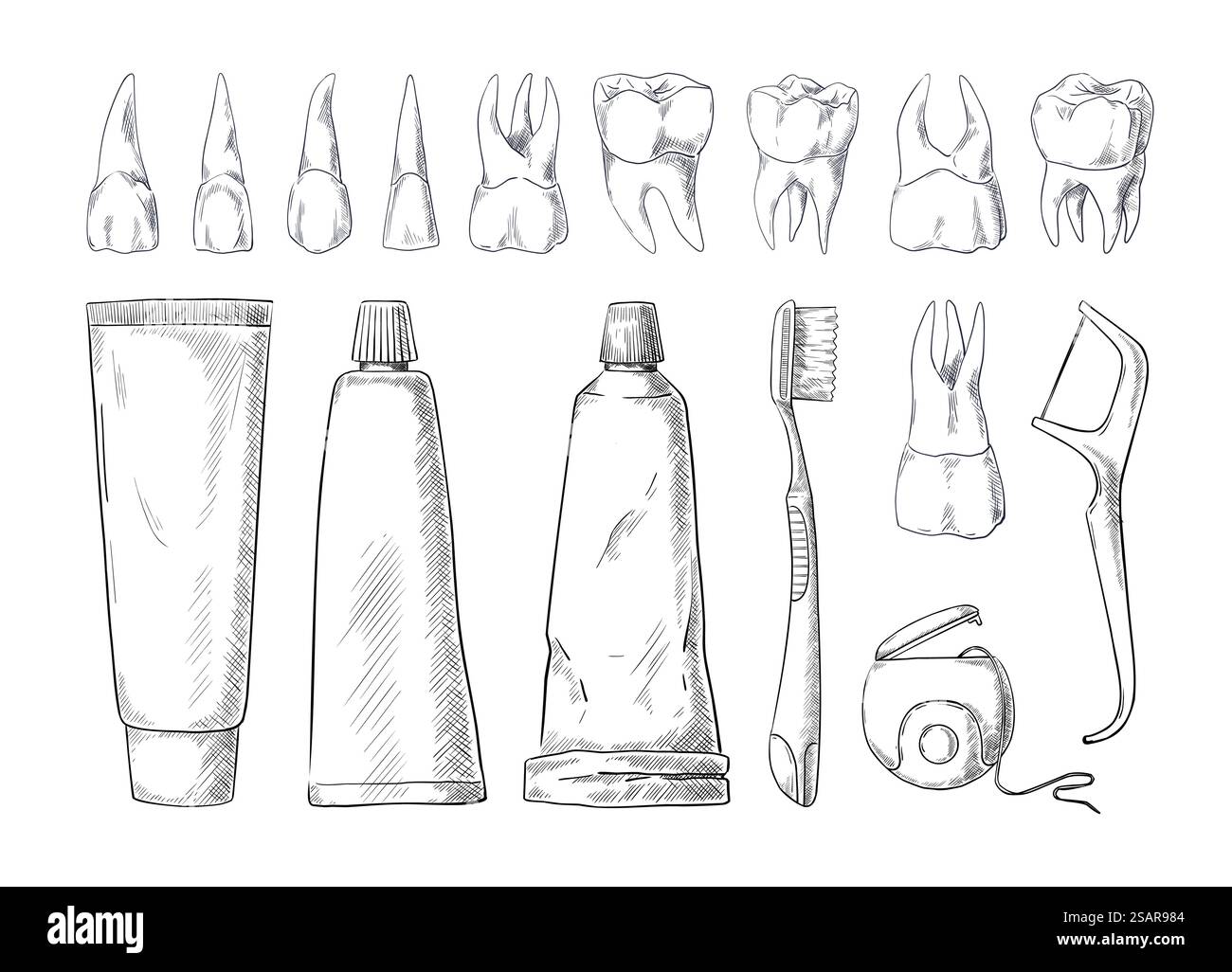 Dental hygiene sketch. Hand drawn human teeth types with toothbrush and ...