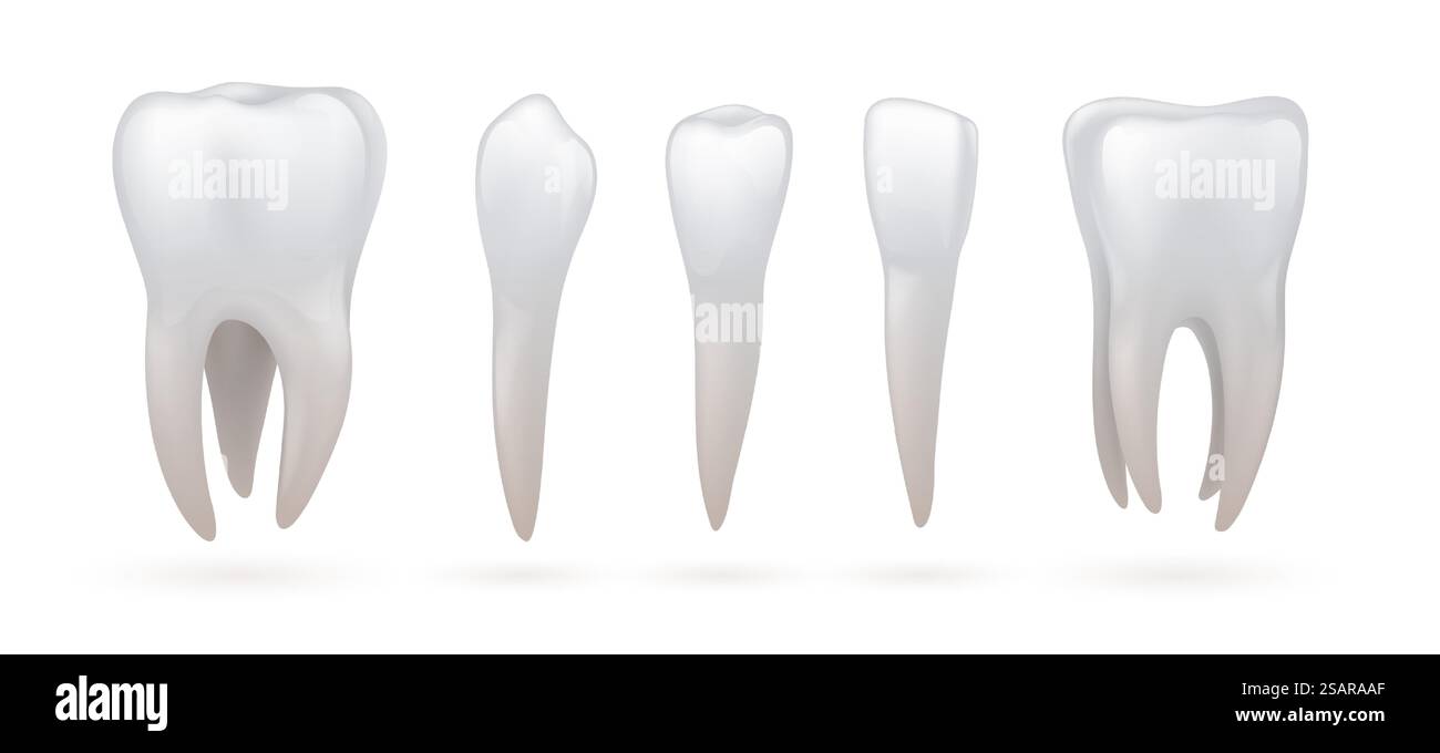 Teeth type. Realistic human dental anatomy. 3D isolated incisor and ...