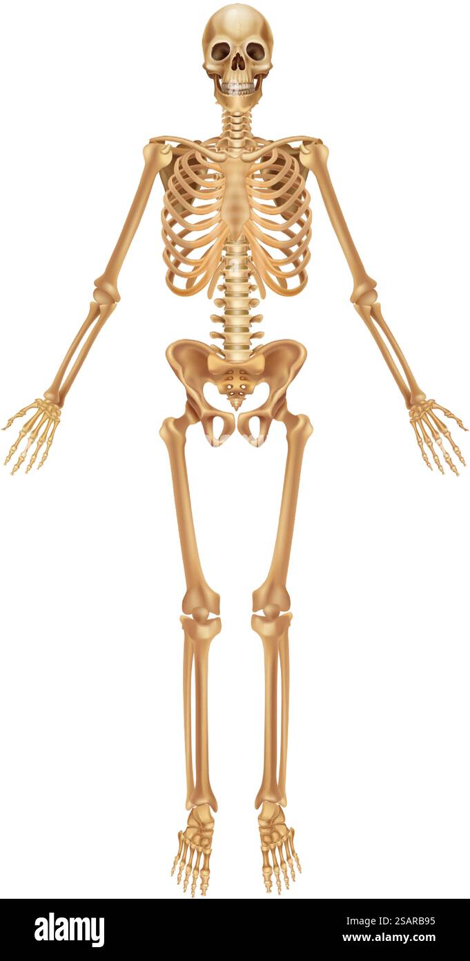 Human skeleton. Medical 3D anatomical banner. Realistic yellow bones of ...