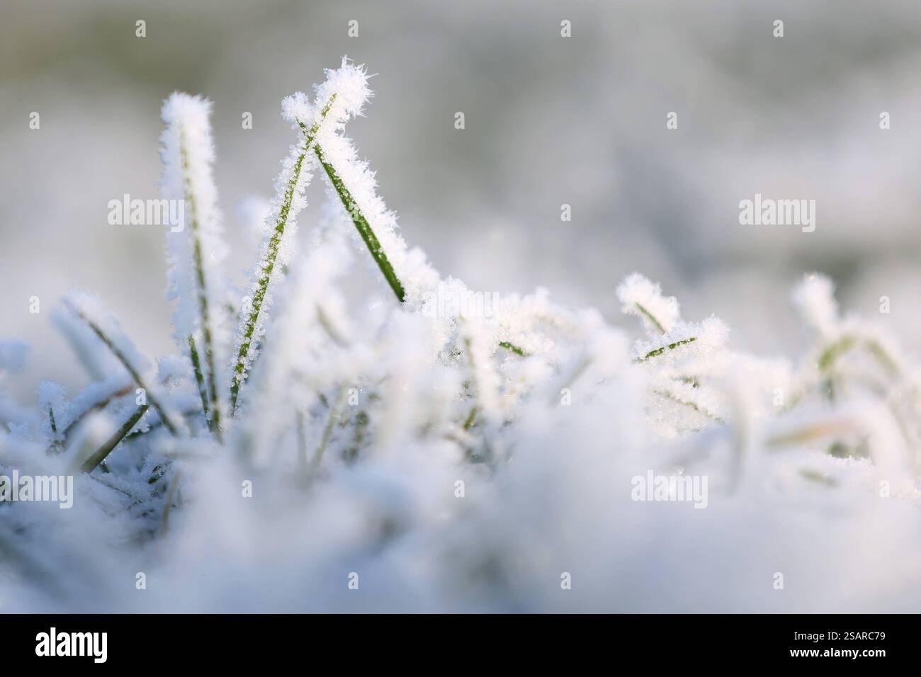 Frost auf dem gras hi-res stock photography and images - Alamy