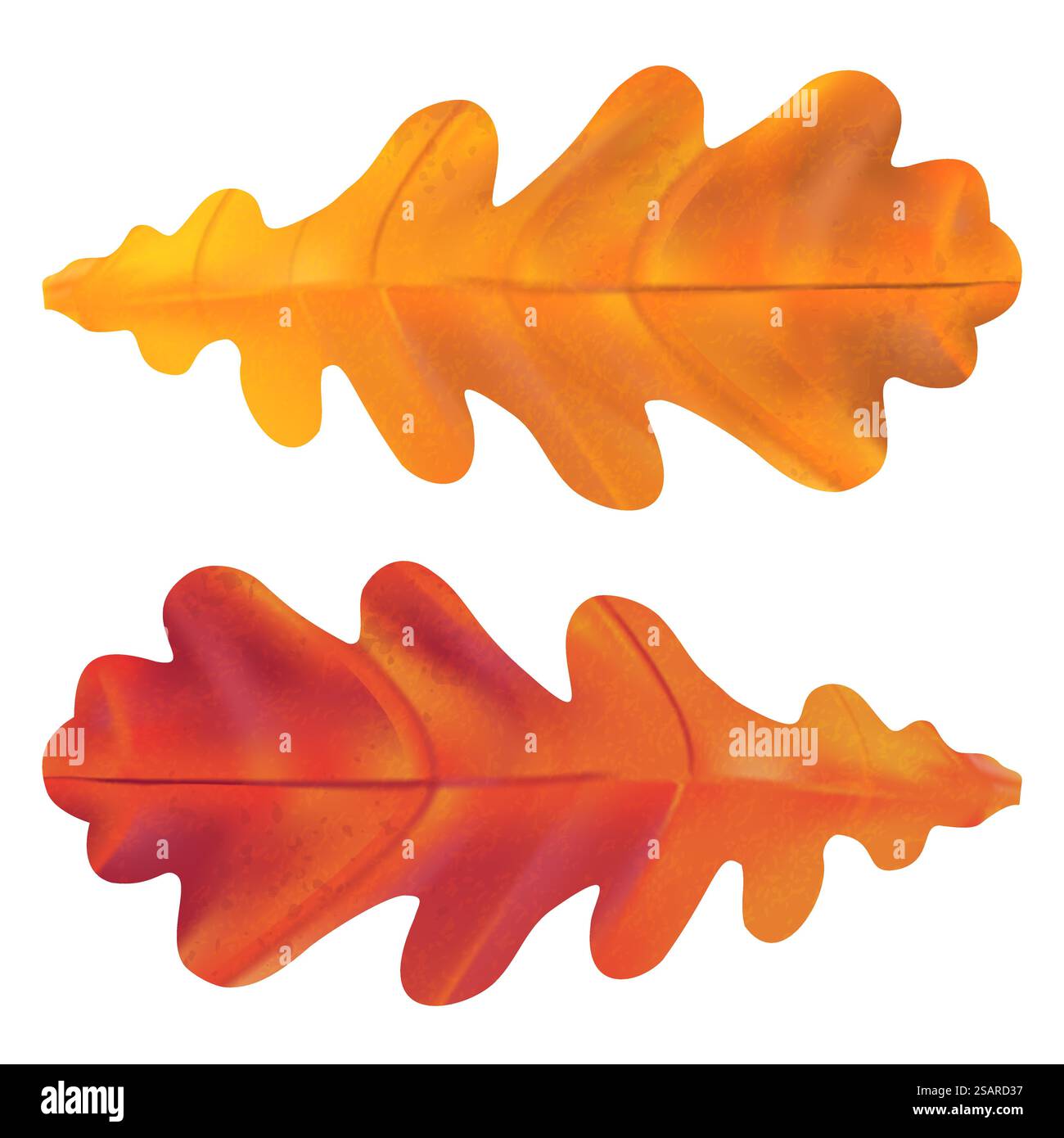 Realistic Oak Leaf vector isolated on white background. Autumn brown ...