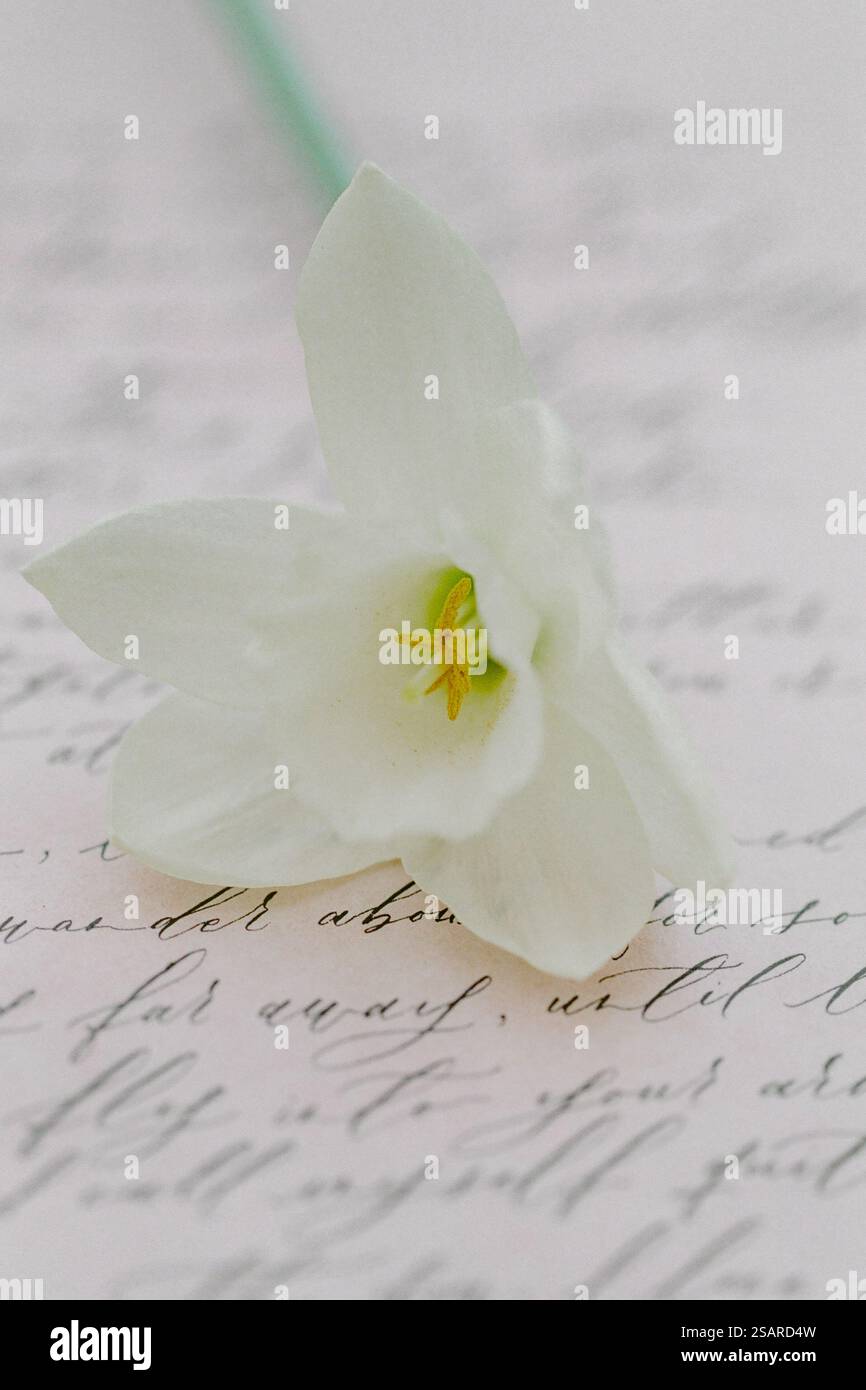 A delicate white flower gently rests on top of handwritten letters ...