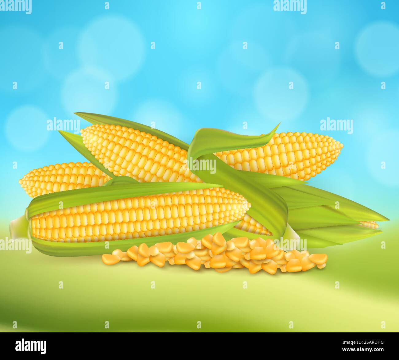 Ripe corn cobs and grains, vector realistic illustration. Sweet corn ...