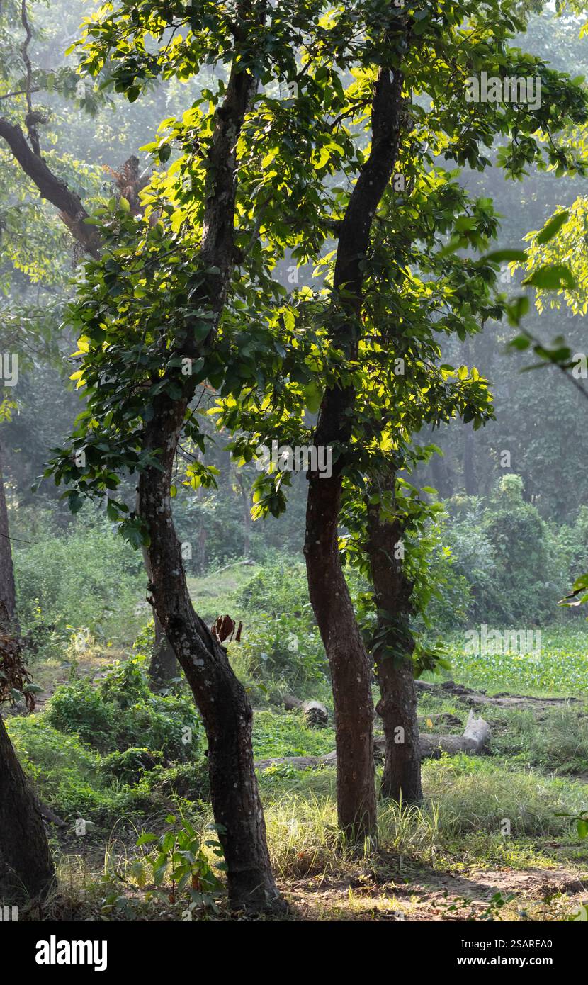 Tropical forest in Chitwan National Park , a World Heritage Site in the ...